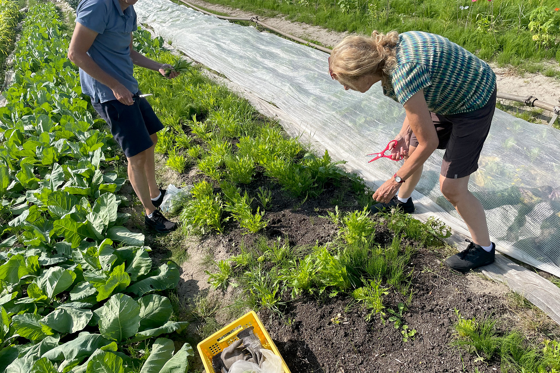 Vegetable Harvesting | Really Diary: Contemporary Artist Tomoni ...